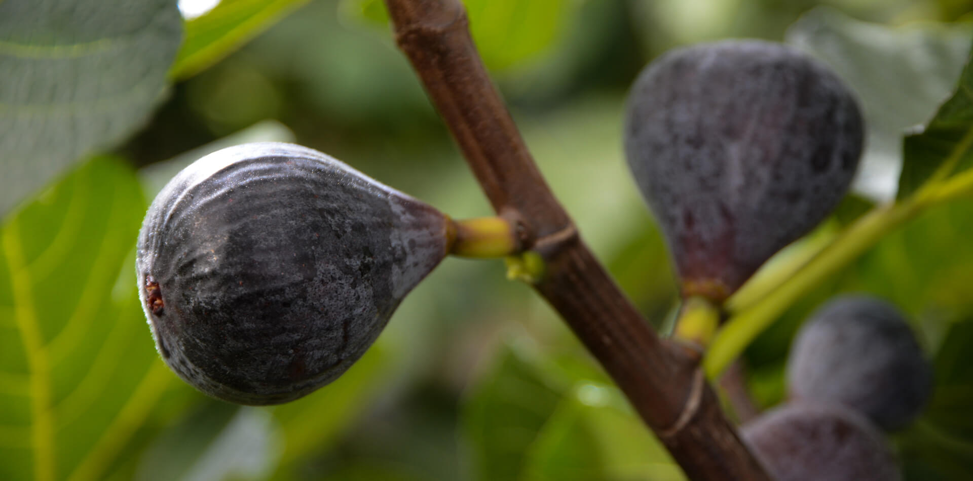 Te Mata Figs